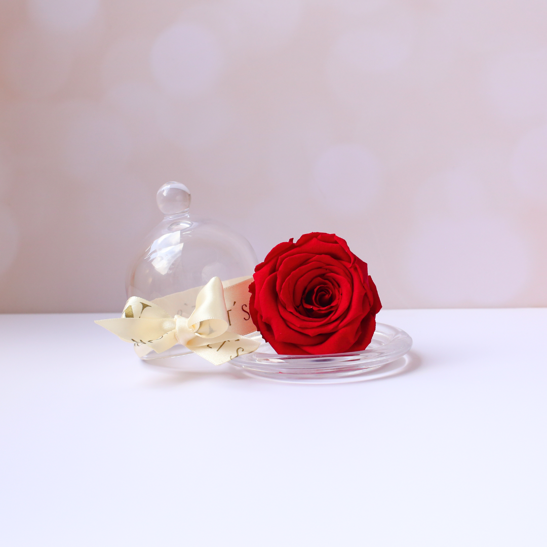 Rosa Eterna Monet's con Capelo – Mirum